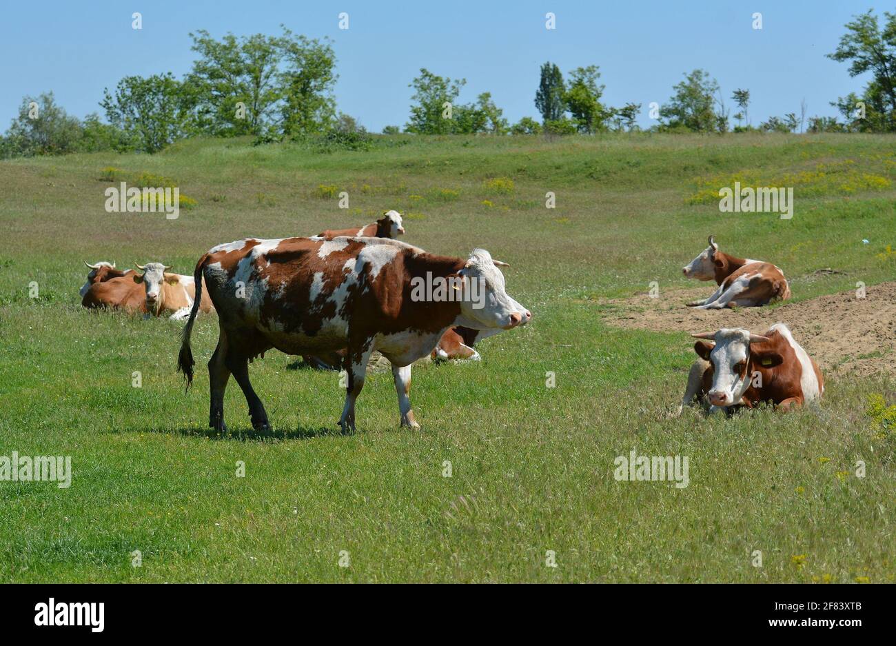 A heard of cows grazing in fields Stock Photo - Alamy