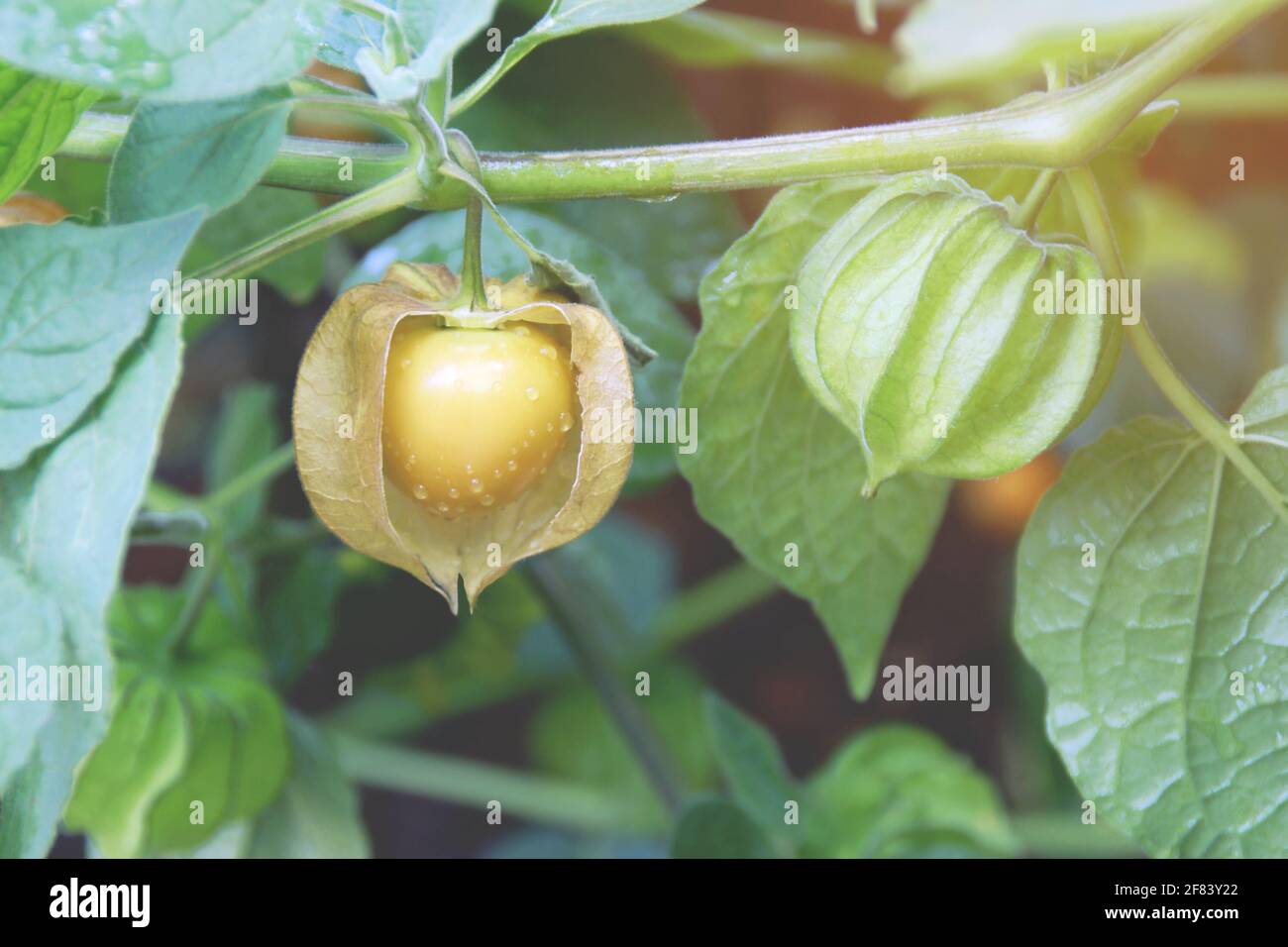 Cape gooseberry tree hi-res stock photography and images - Alamy
