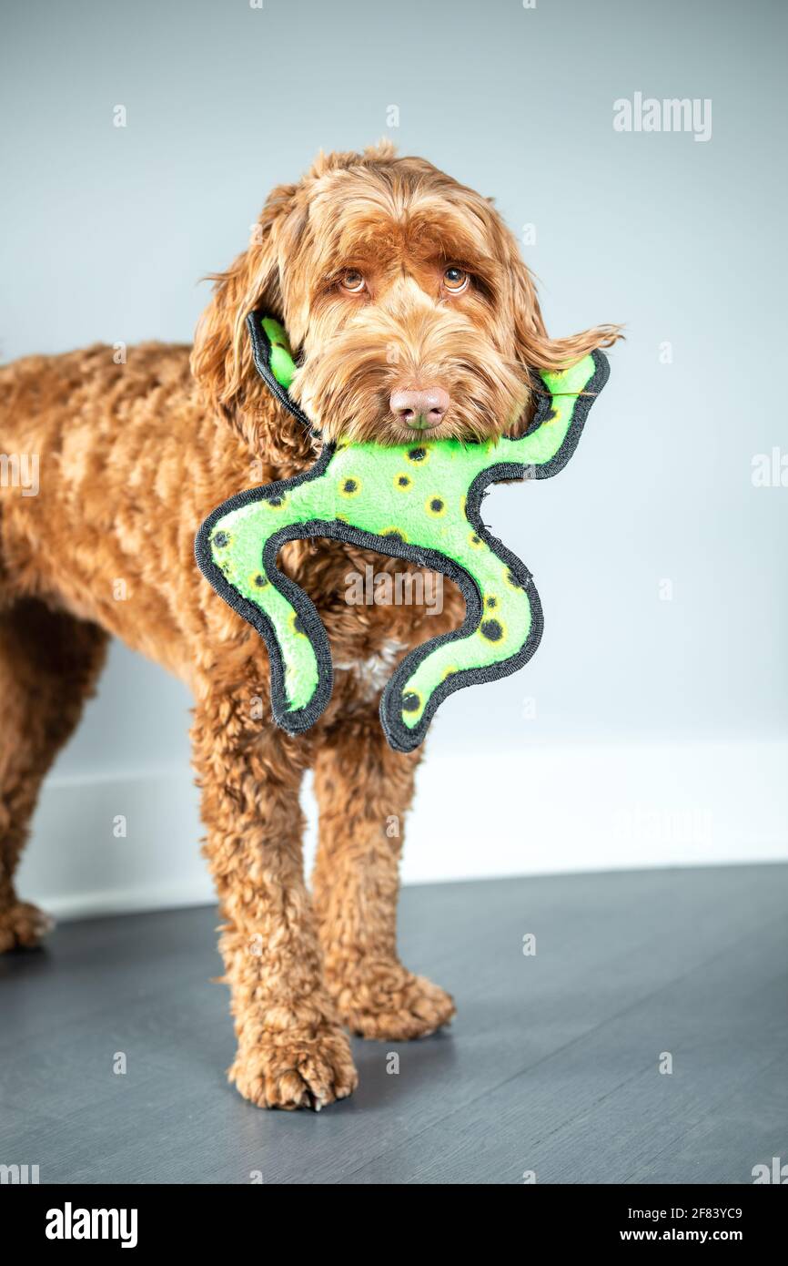 Cute Labradoodle dog with toy in mouth, looking at camera. Large orange ...