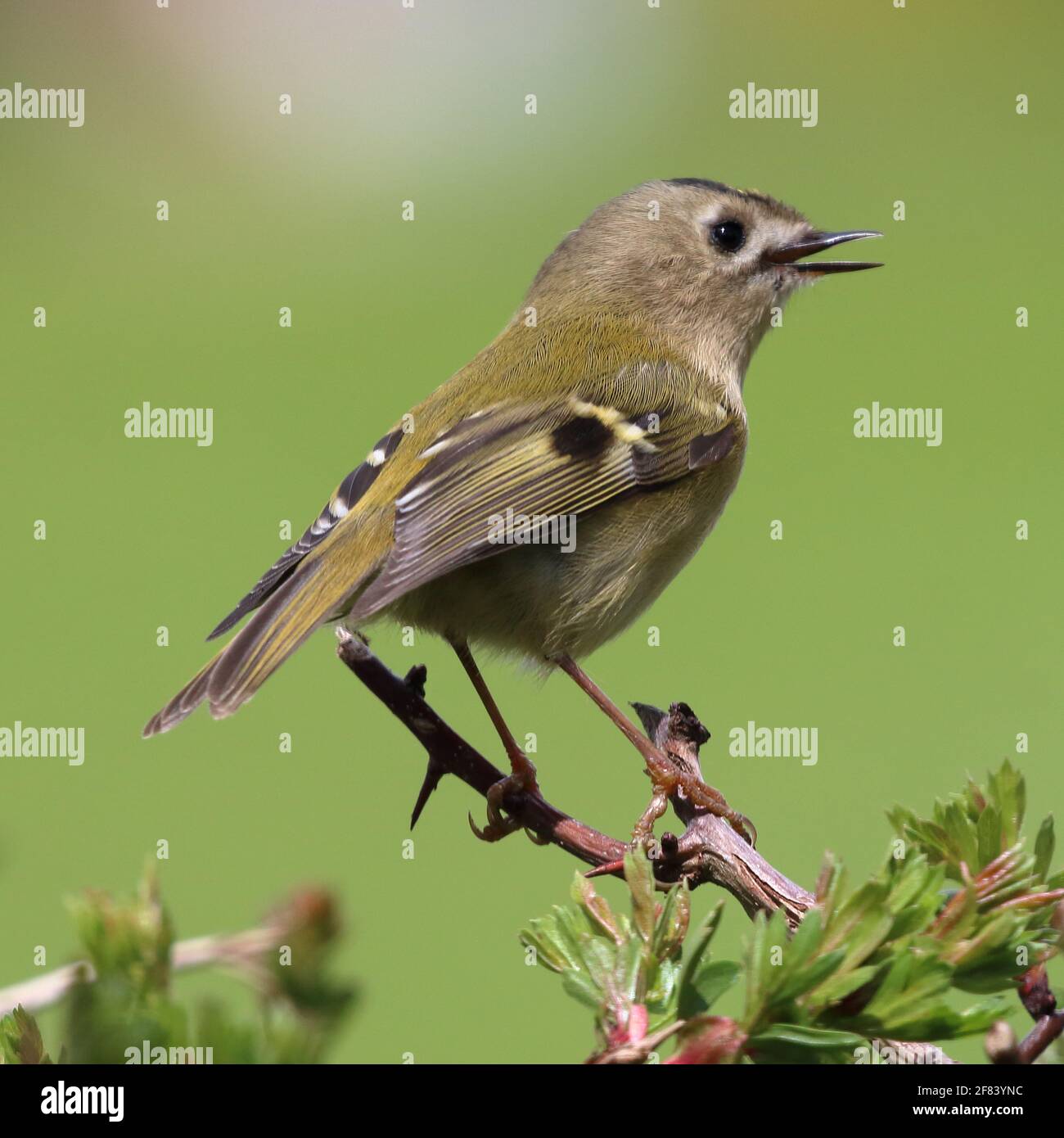 Goldcrest (Regulus Regulus Stock Photo - Alamy