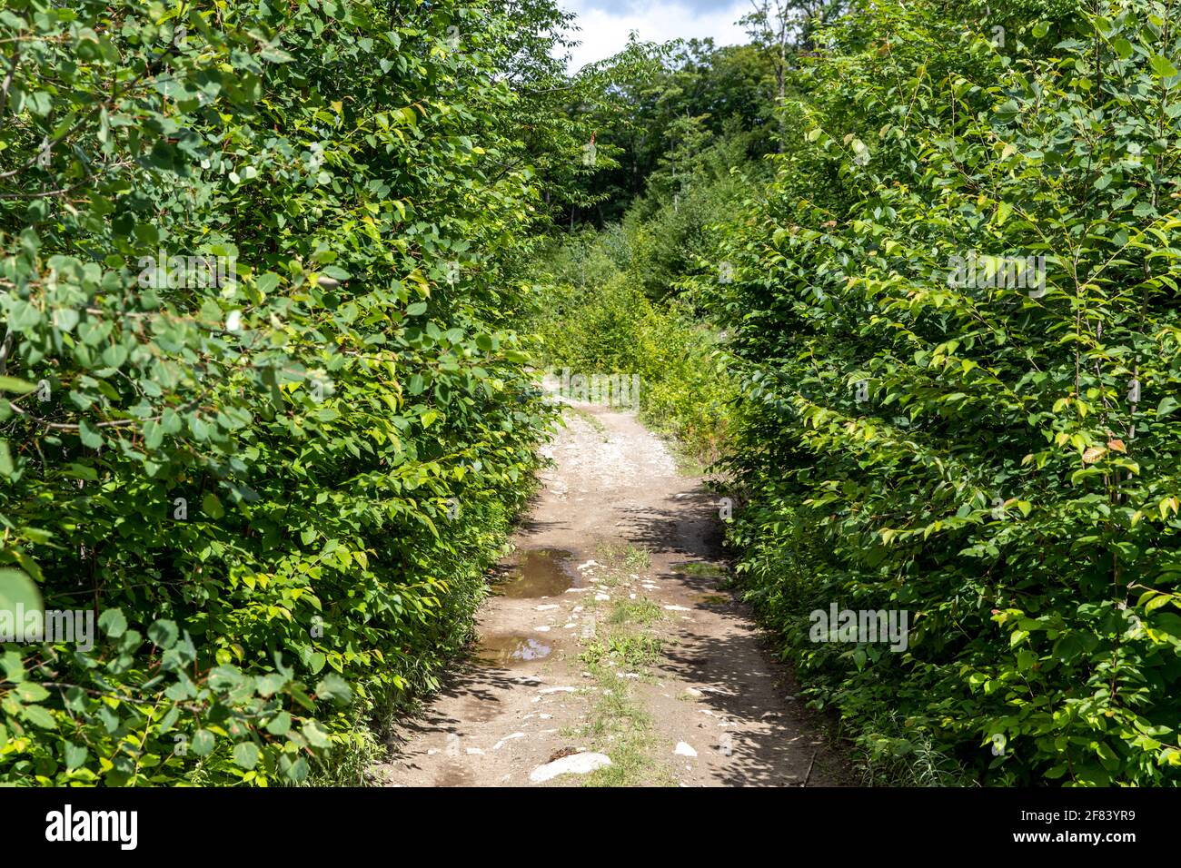 small dirt road with dense forest close to the edge Stock Photo - Alamy