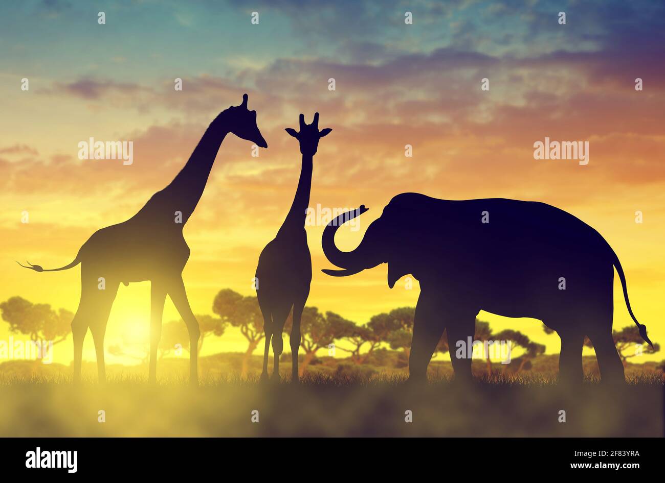 Savannah Sunset Giraffe