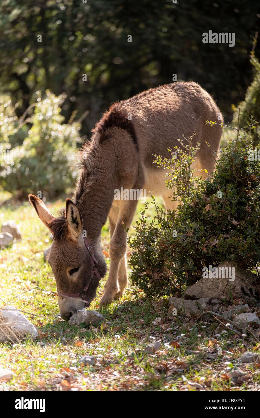Miniature domestic donkey foal in field. A young sweet donkey calf face ...