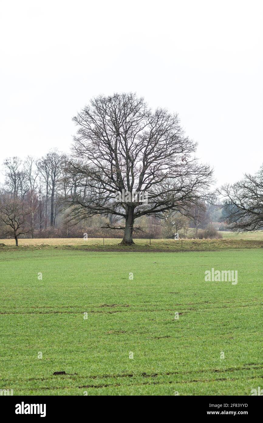 Forest in April Stock Photo - Alamy