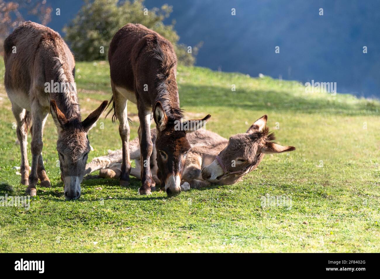 Close up donkeys eye hi-res stock photography and images - Alamy