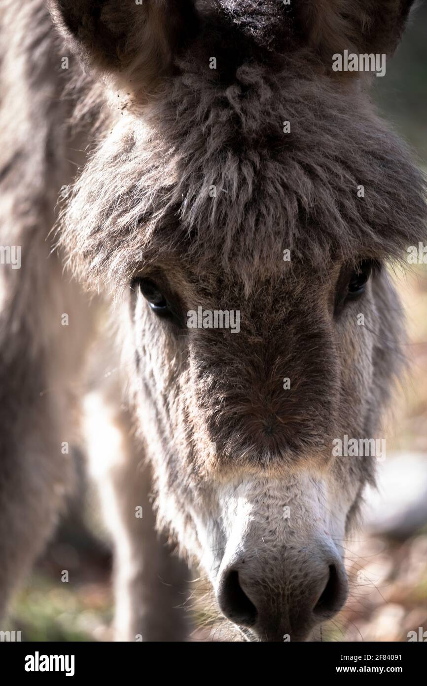 Miniature domestic donkey foal in field. A young sweet donkey calf face ...