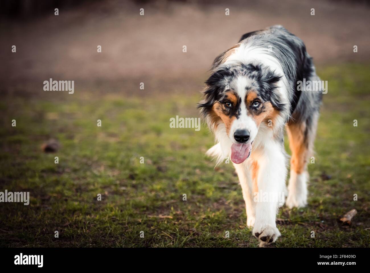 Are Australian Shepherds Inside Or Outside Dogs