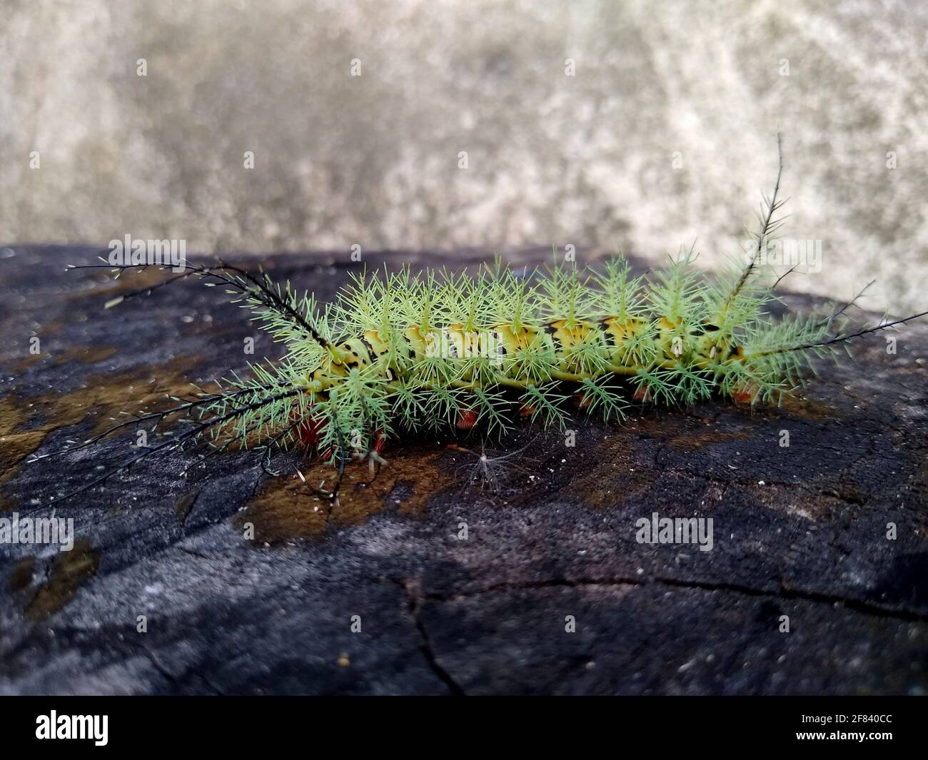 Harmful forest insects hi-res stock photography and images - Alamy