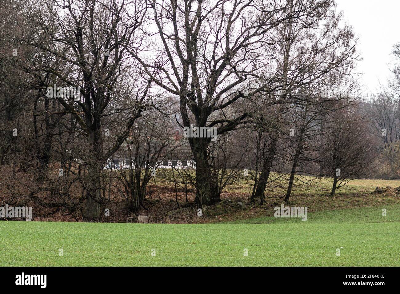 Forest in April Stock Photo - Alamy