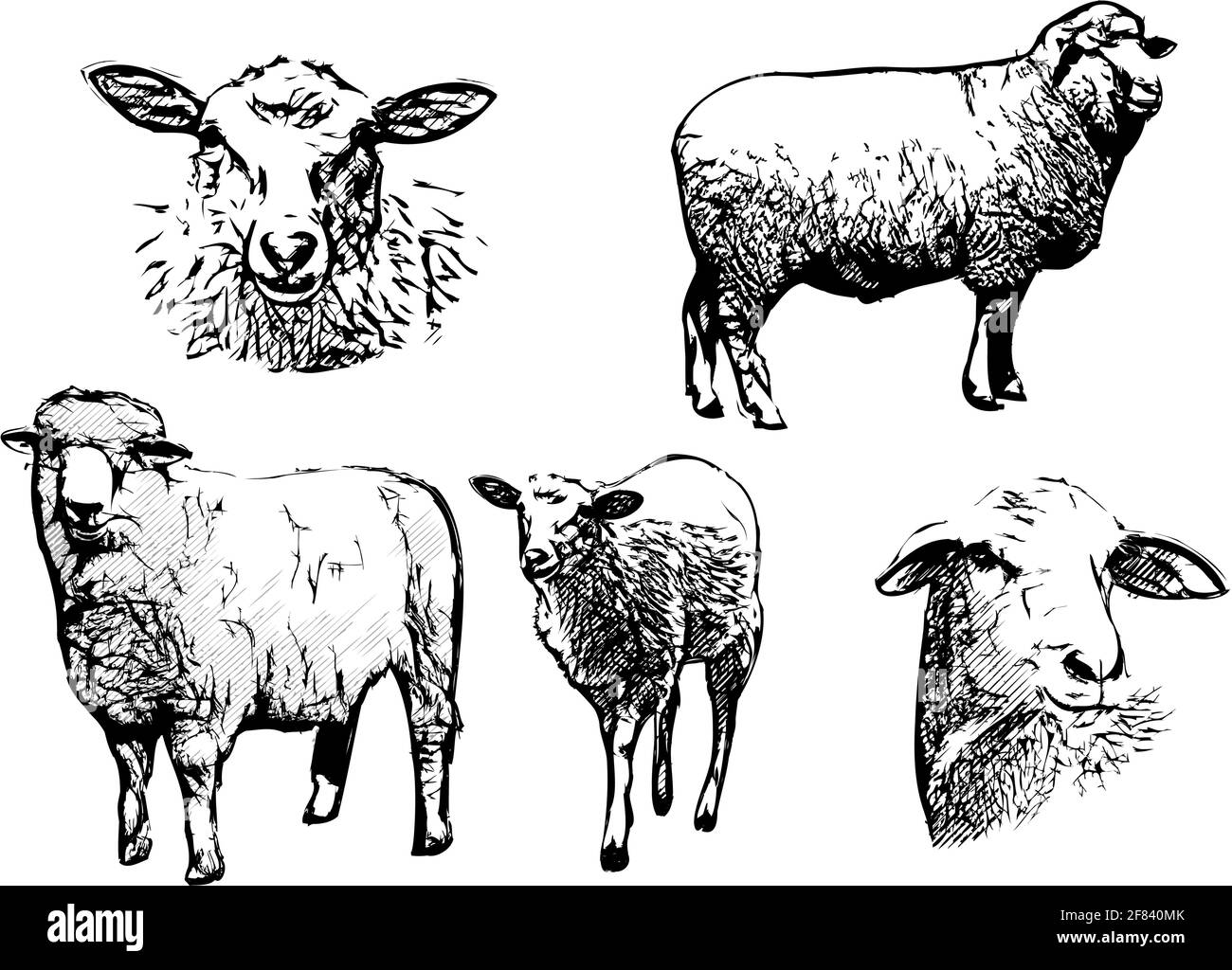 Sheep Vector Illustrations Stock Vector Image And Art Alamy