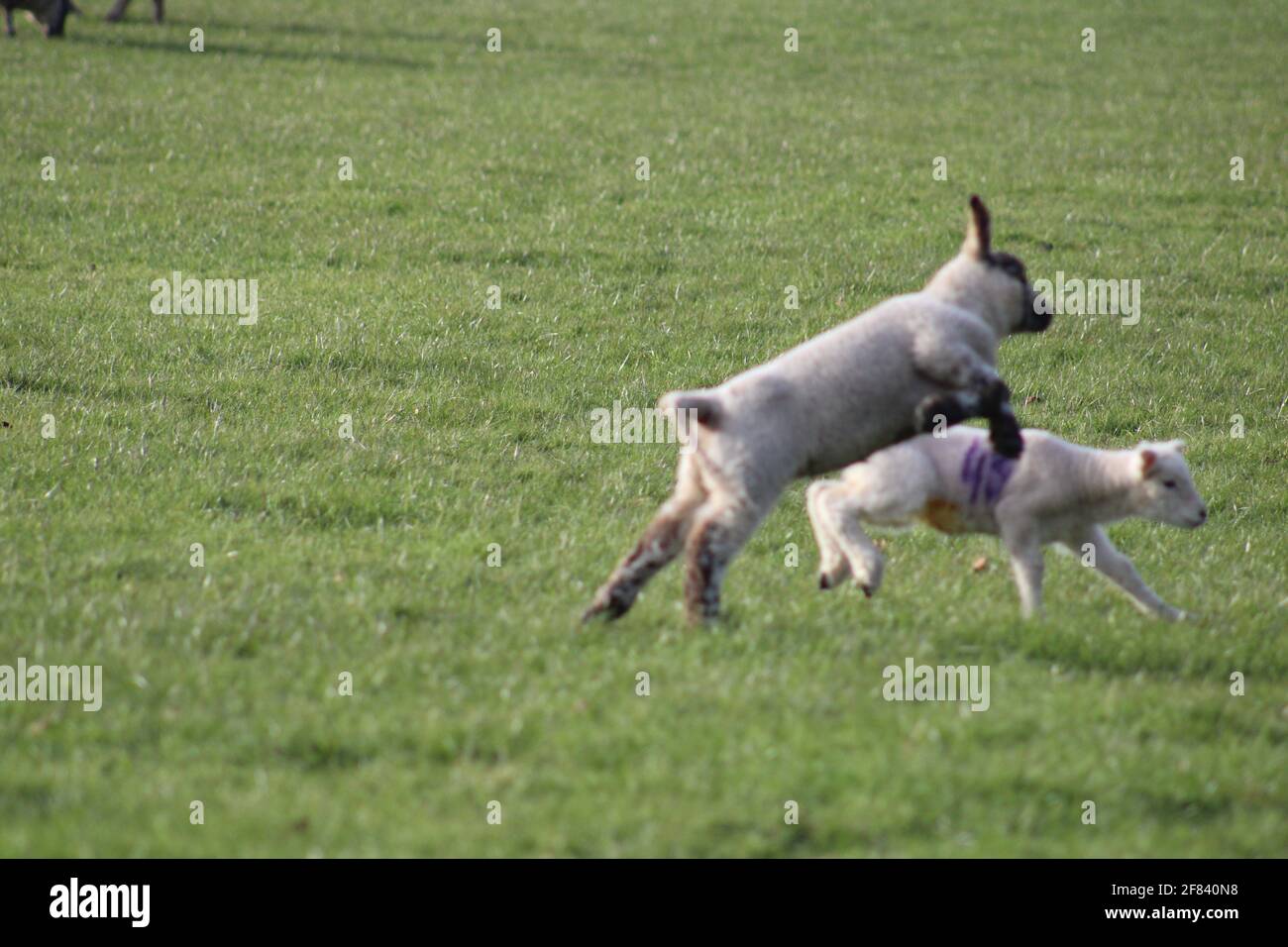 jumping spring lamb Stock Photo - Alamy