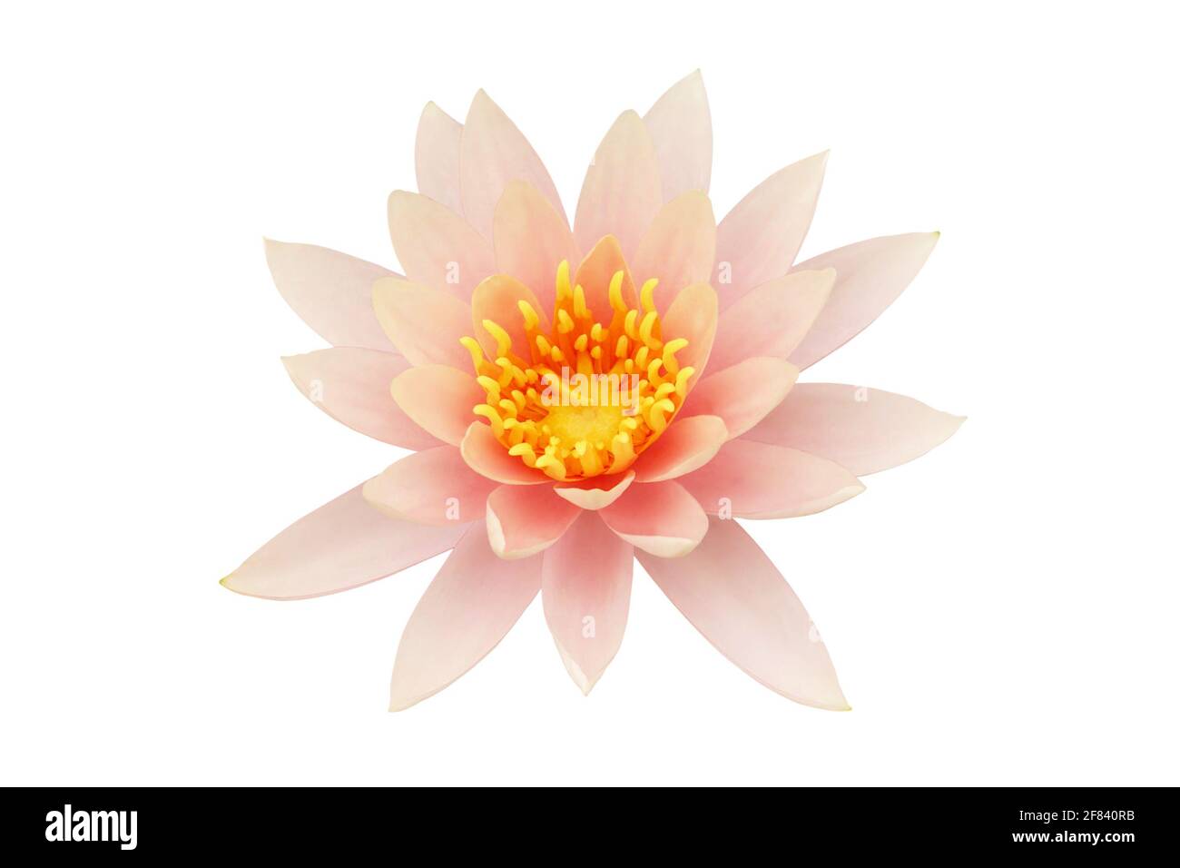 Blooming Pink Water Lily, Nymphaea Colorado, Flower Isolated on White ...