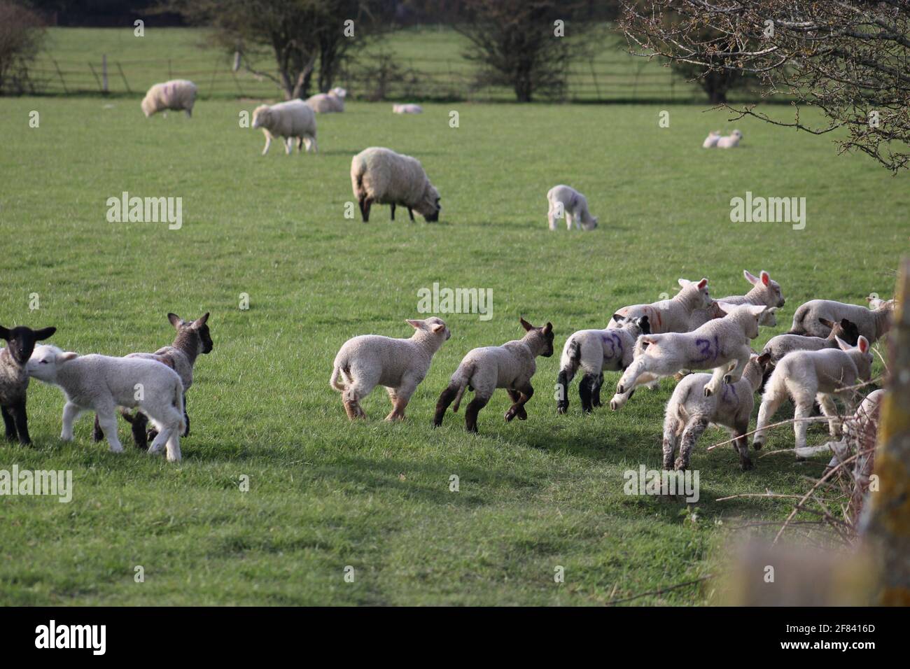 Lamb racing hi-res stock photography and images - Alamy