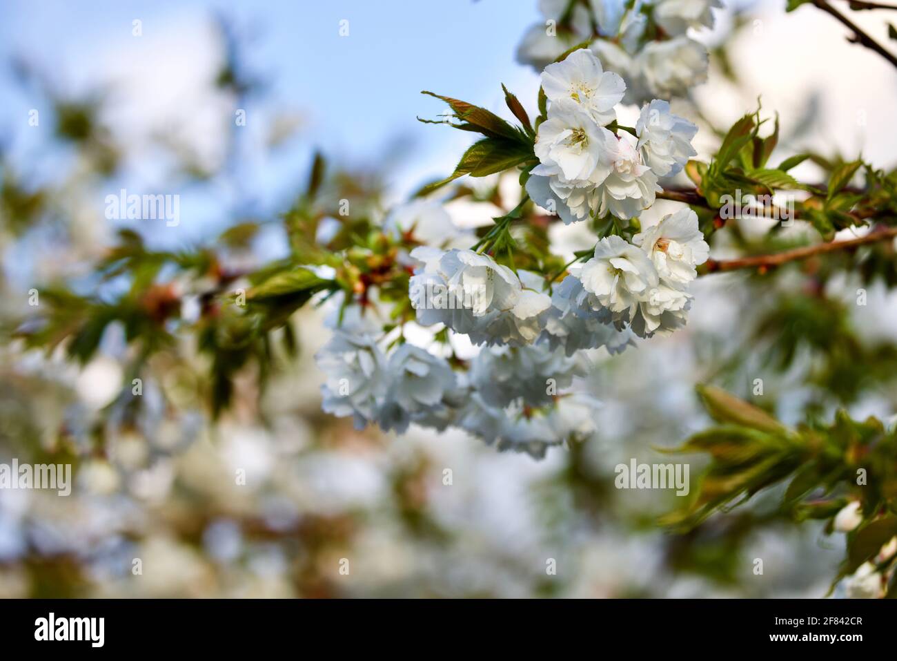 Prunus taihaku flowers hi-res stock photography and images - Alamy