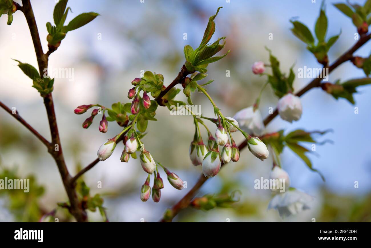 Prunus taihaku flowers hi-res stock photography and images - Alamy