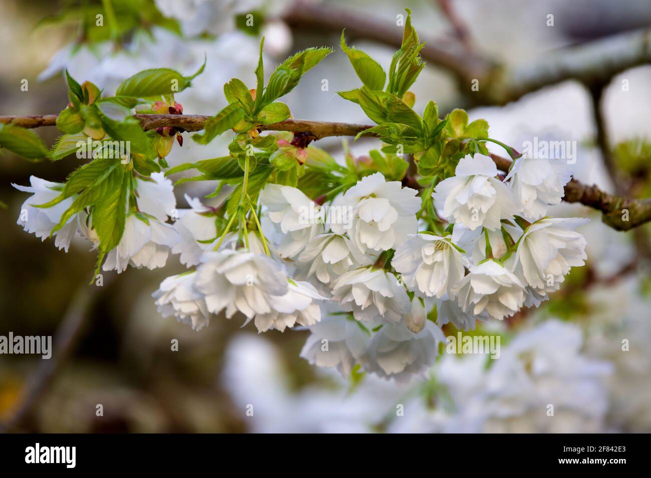 Prunus taihaku flowers hi-res stock photography and images - Alamy
