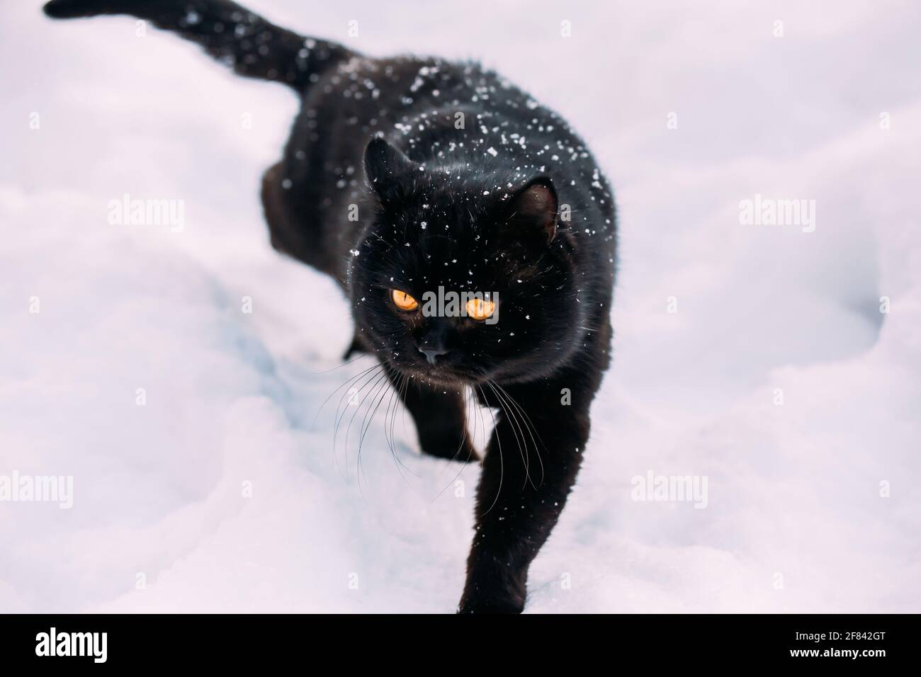 Funny snowdrift hi-res stock photography and images - Alamy