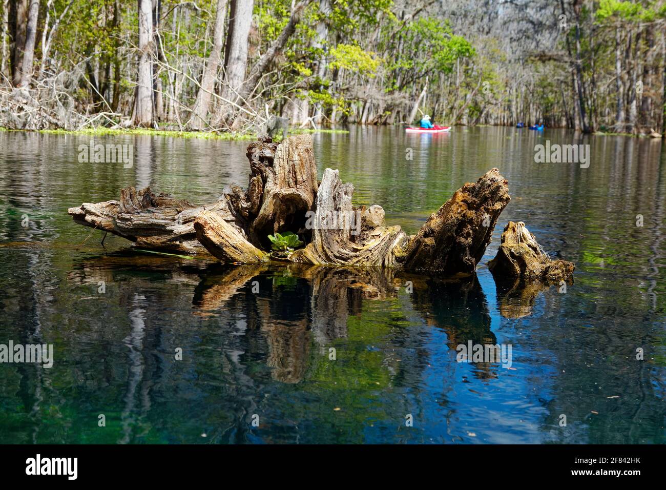 Tree stump in water hi-res stock photography and images - Alamy
