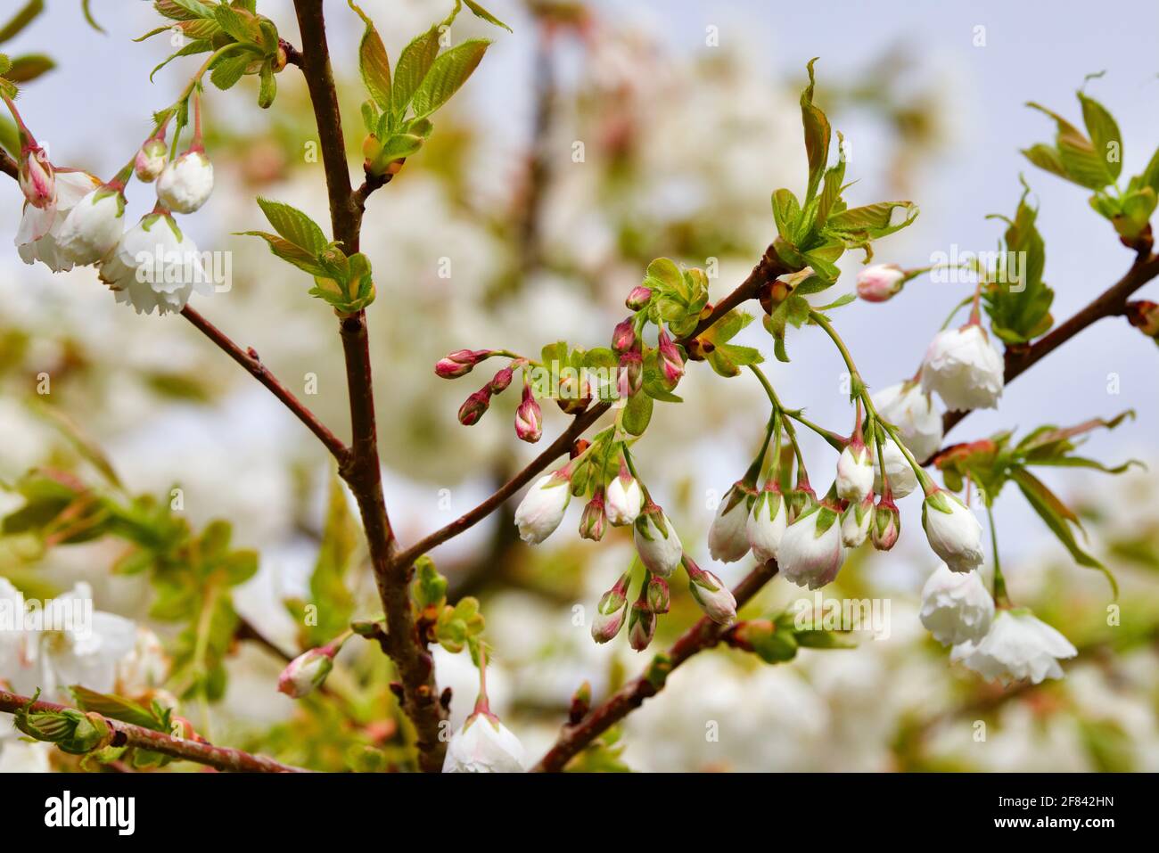 Prunus taihaku flowers hi-res stock photography and images - Alamy