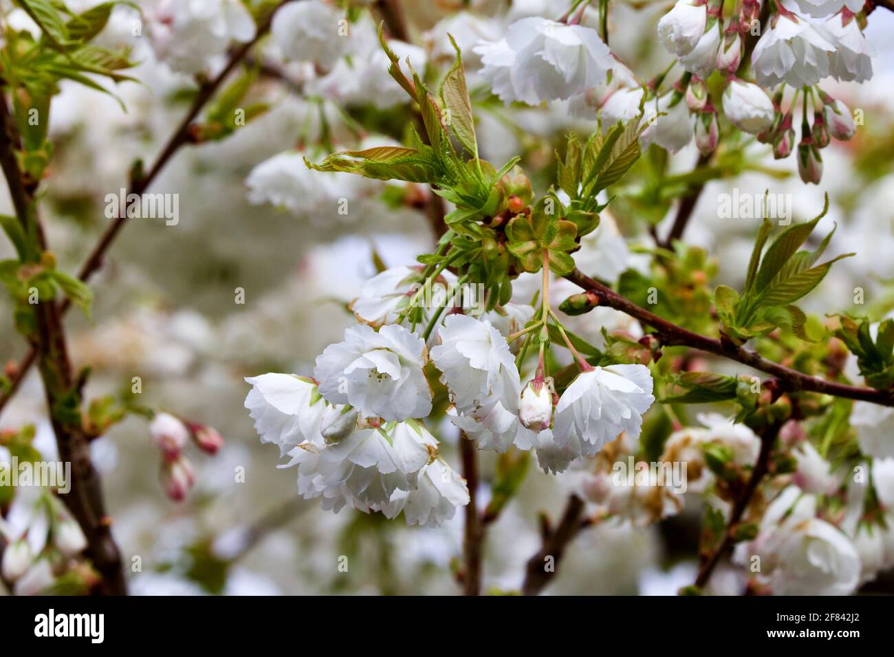 Prunus taihaku flowers hi-res stock photography and images - Alamy