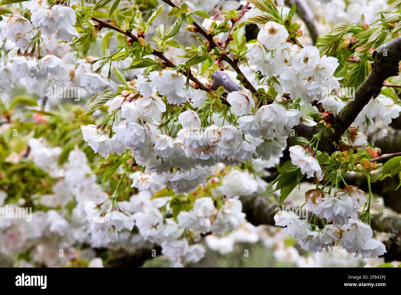 Prunus taihaku flowers hi-res stock photography and images - Alamy