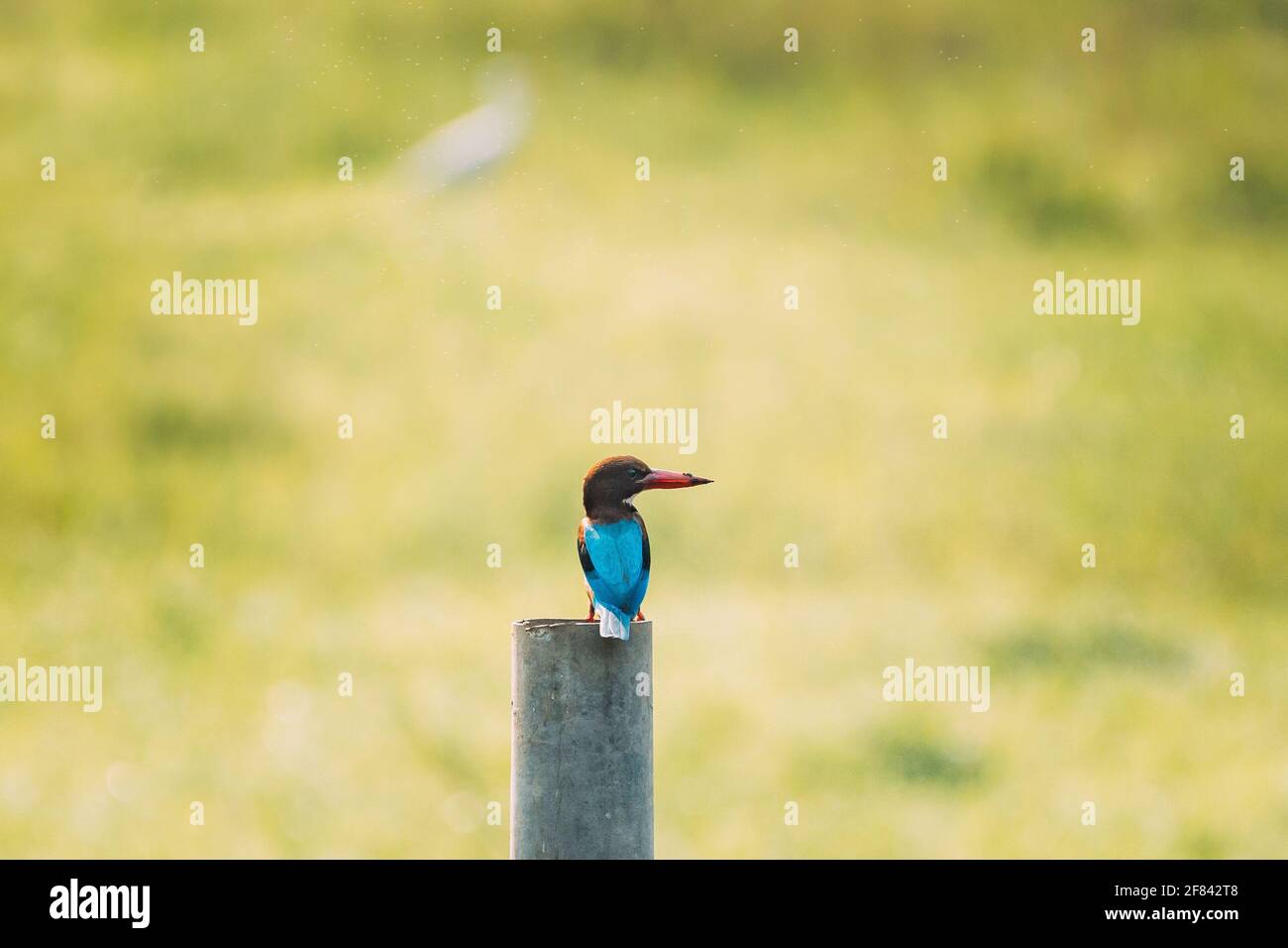 Goa, India. Common Kingfisher Sitting On Pillar On Blurred Green ...