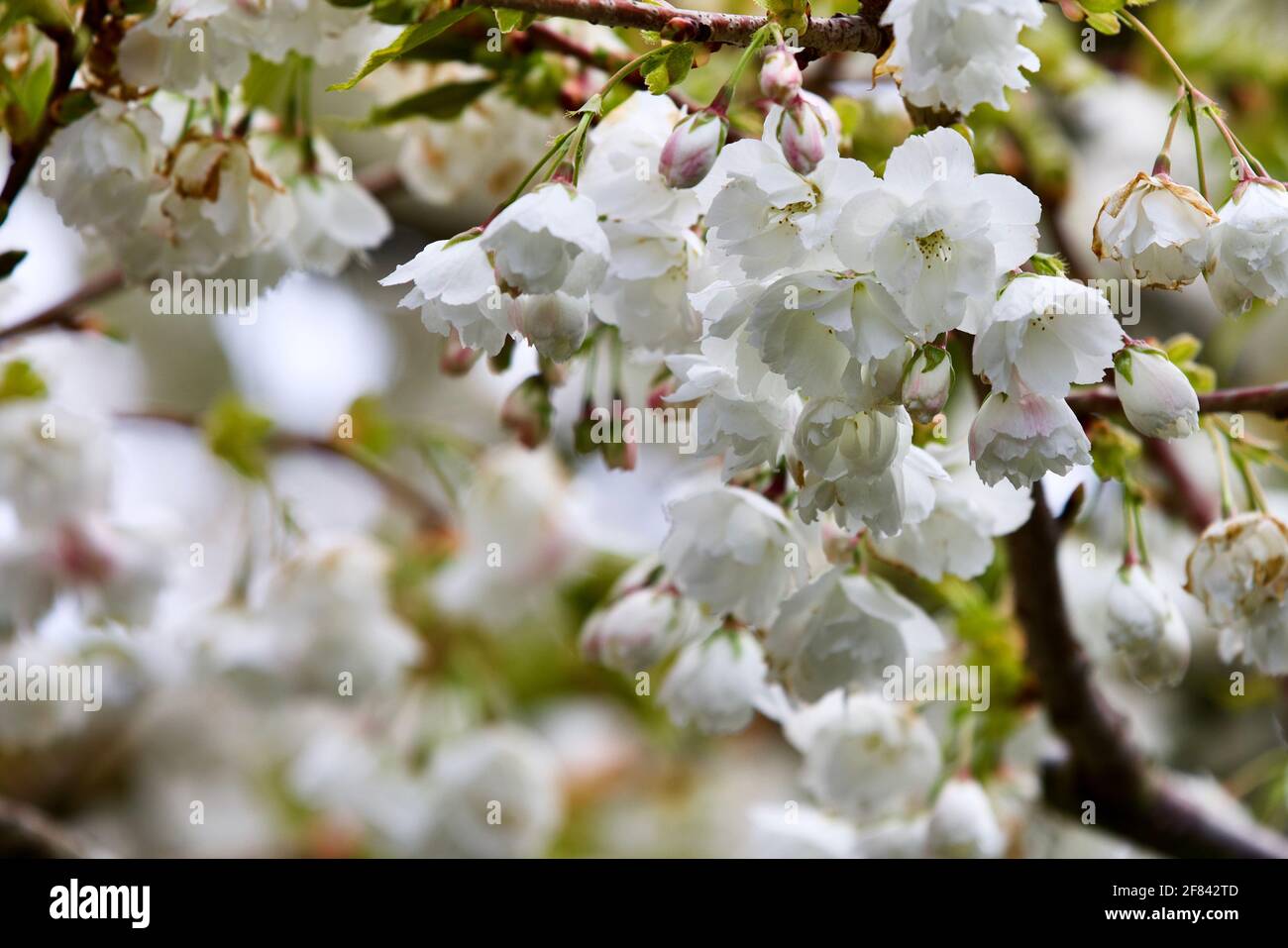 Prunus taihaku flowers hi-res stock photography and images - Alamy