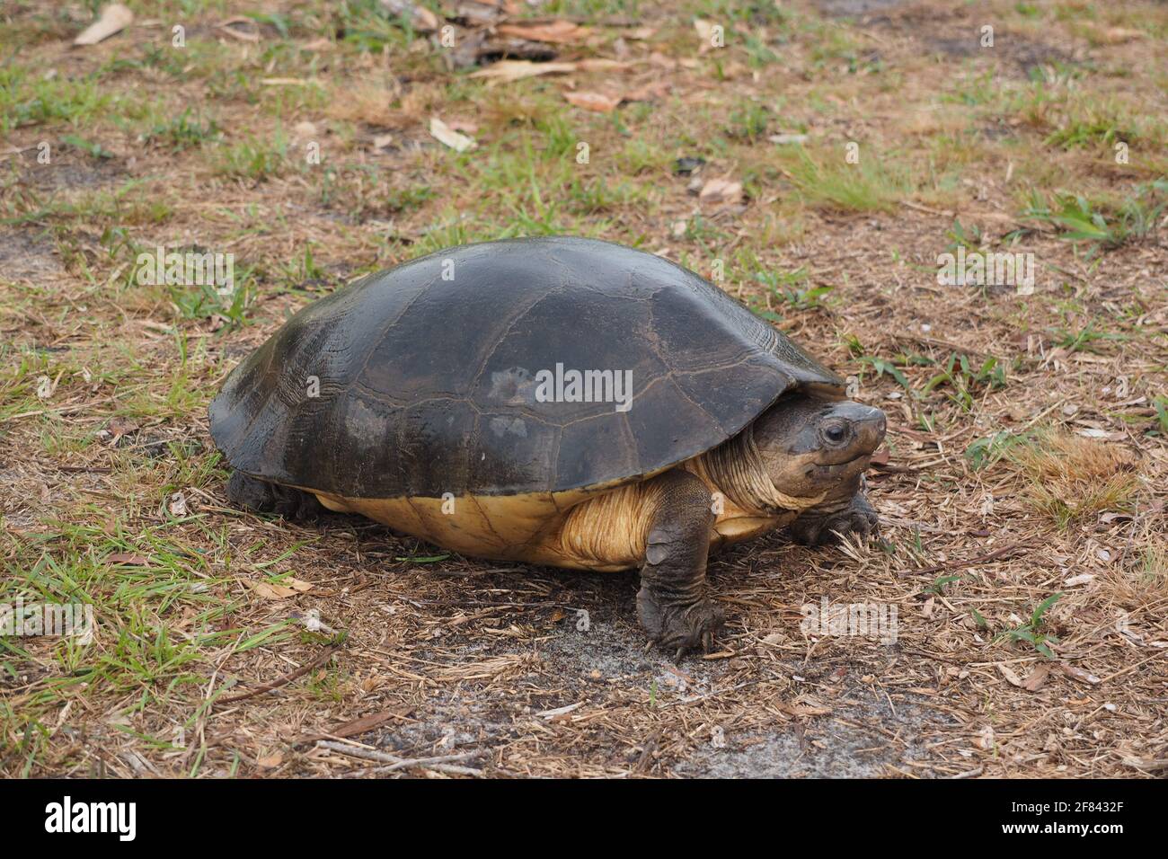 The Malaysian giant turtle or Bornean river turtle (Orlitia borneensis ...