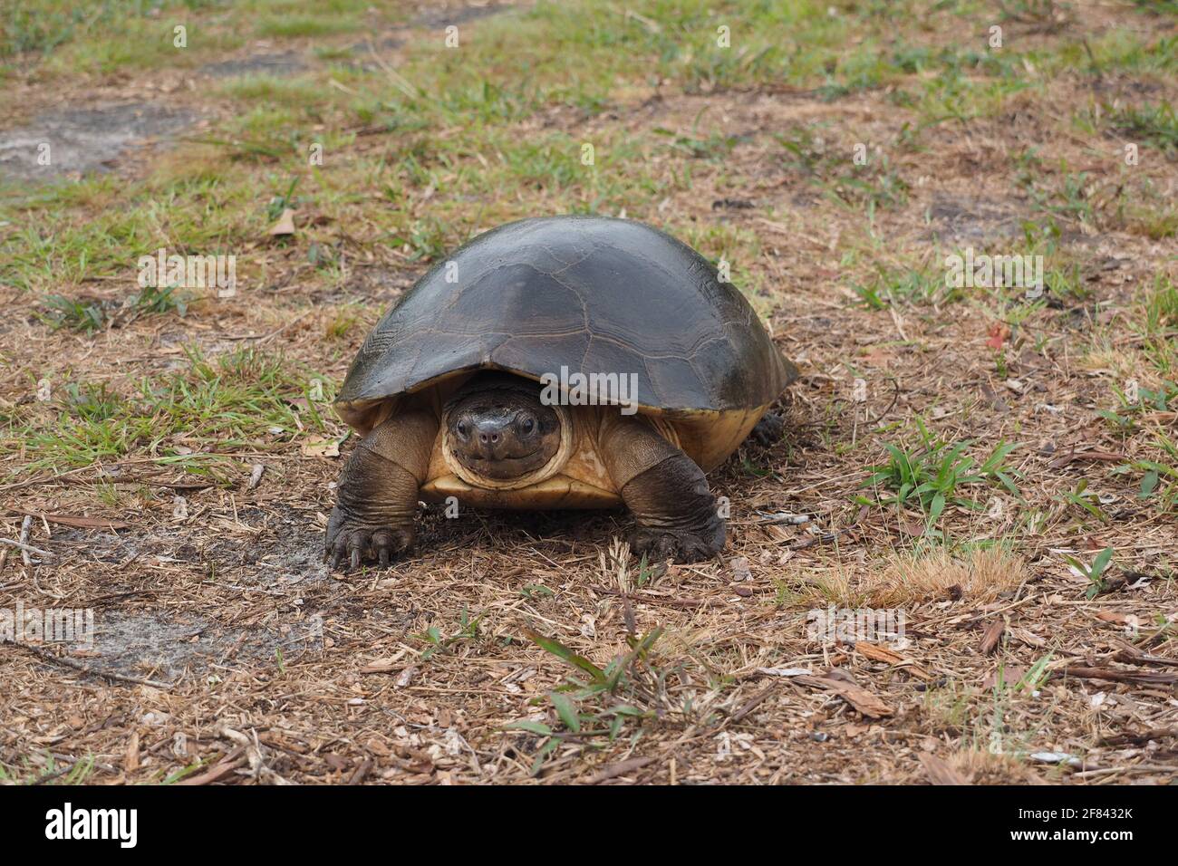 The Malaysian giant turtle or Bornean river turtle (Orlitia borneensis ...