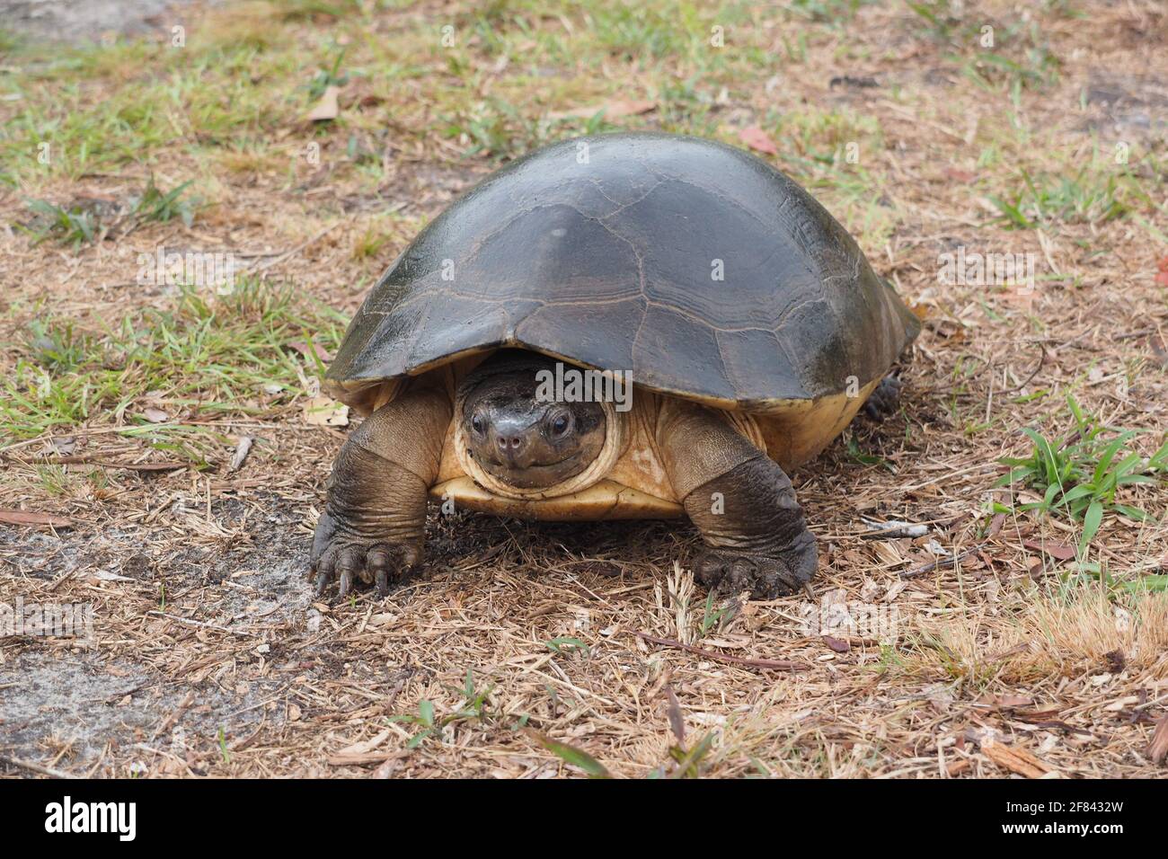 The Malaysian giant turtle or Bornean river turtle (Orlitia borneensis ...