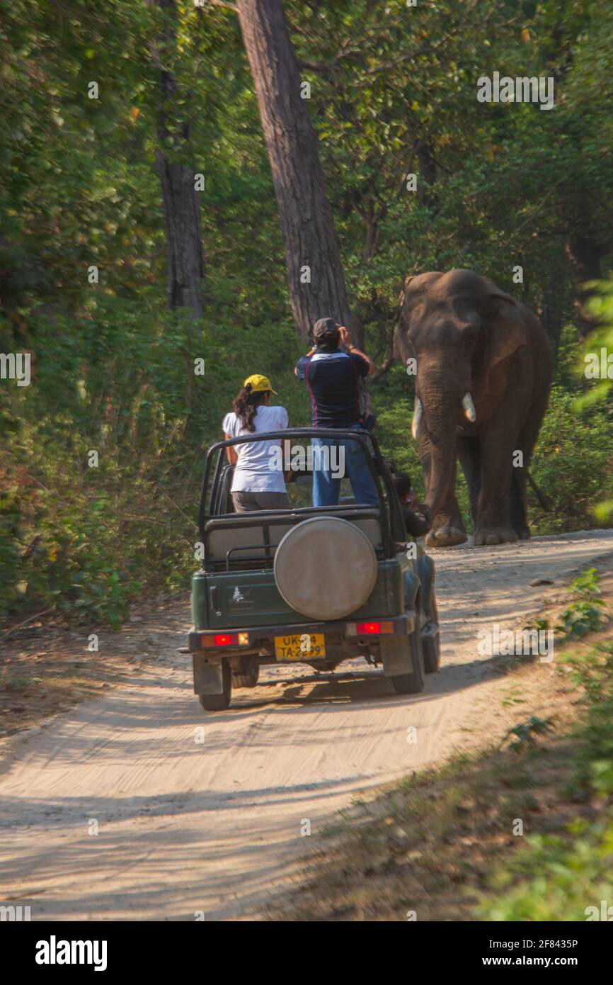 Tourists taking photograph of wild elephant from a open safari vehicle ...