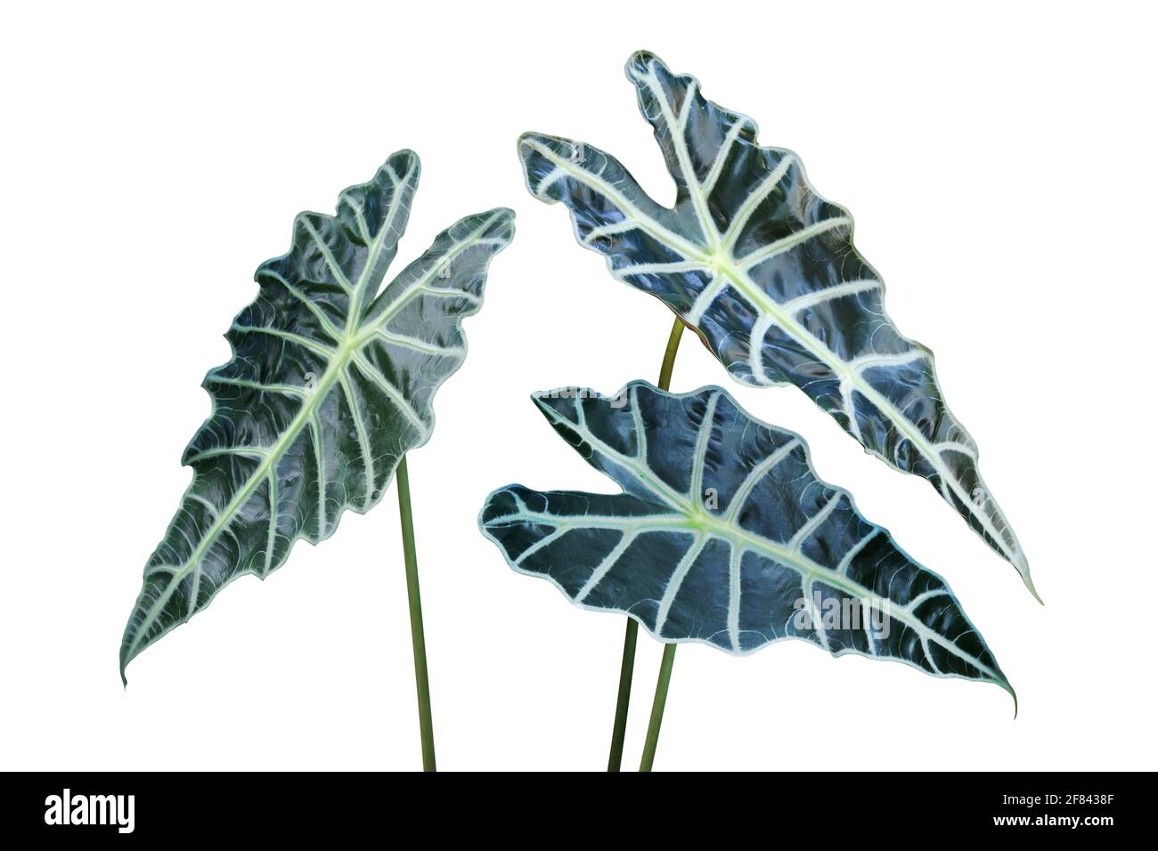 Ornamental Tropical Leaves of Alocasia sanderiana W. Bull, Kris Plant ...