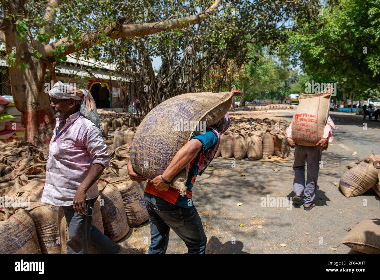 Wheat grain mandi hi-res stock photography and images - Alamy