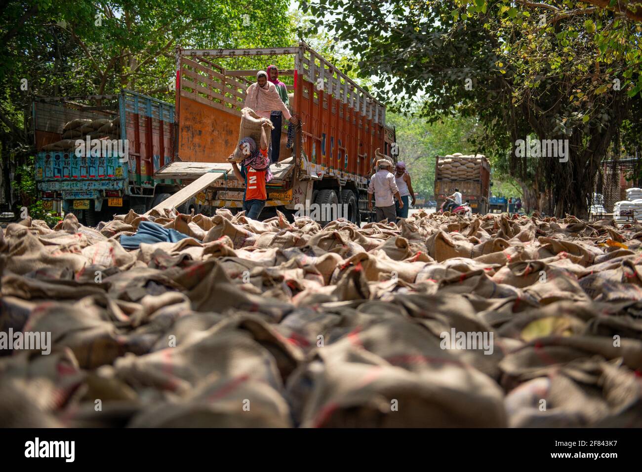 Wheat mandi hi-res stock photography and images - Alamy