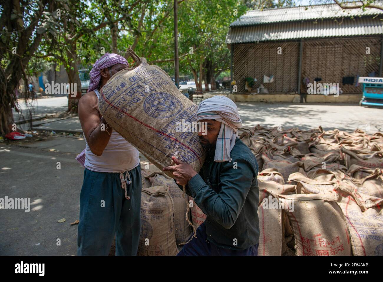 Wheat grain mandi hi-res stock photography and images - Alamy