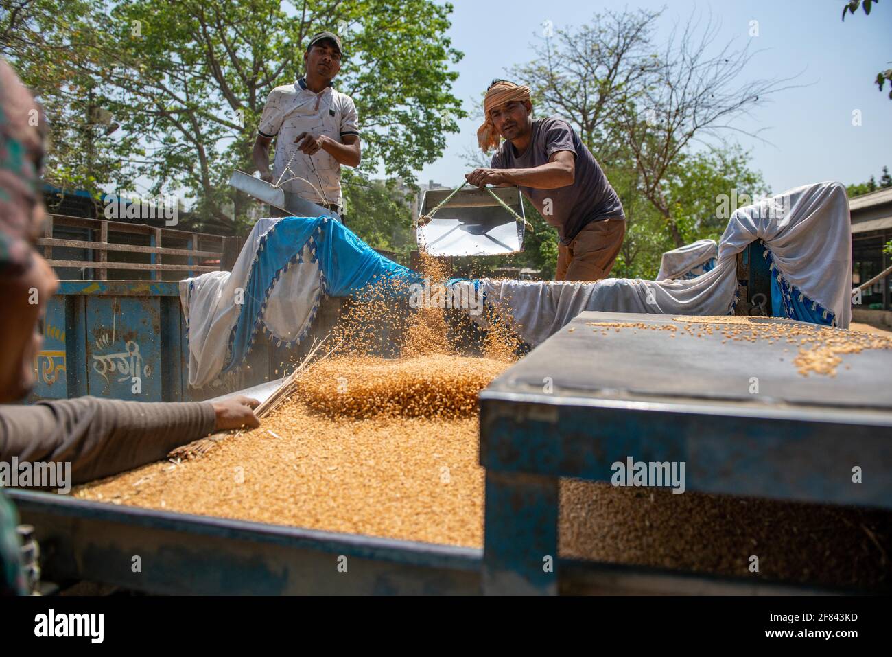 Wheat grain mandi hi-res stock photography and images - Alamy