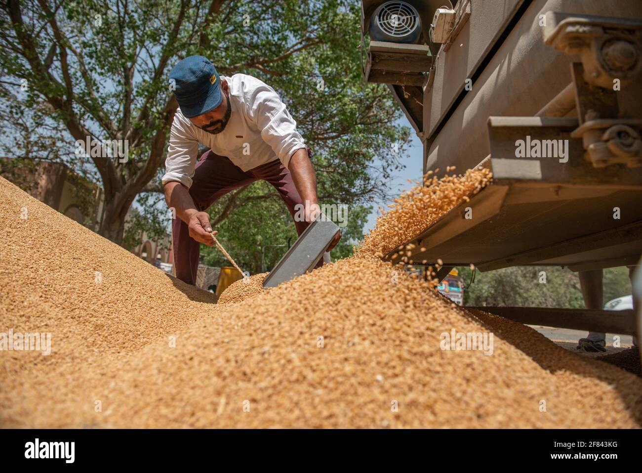 Wheat mandi hi-res stock photography and images - Alamy