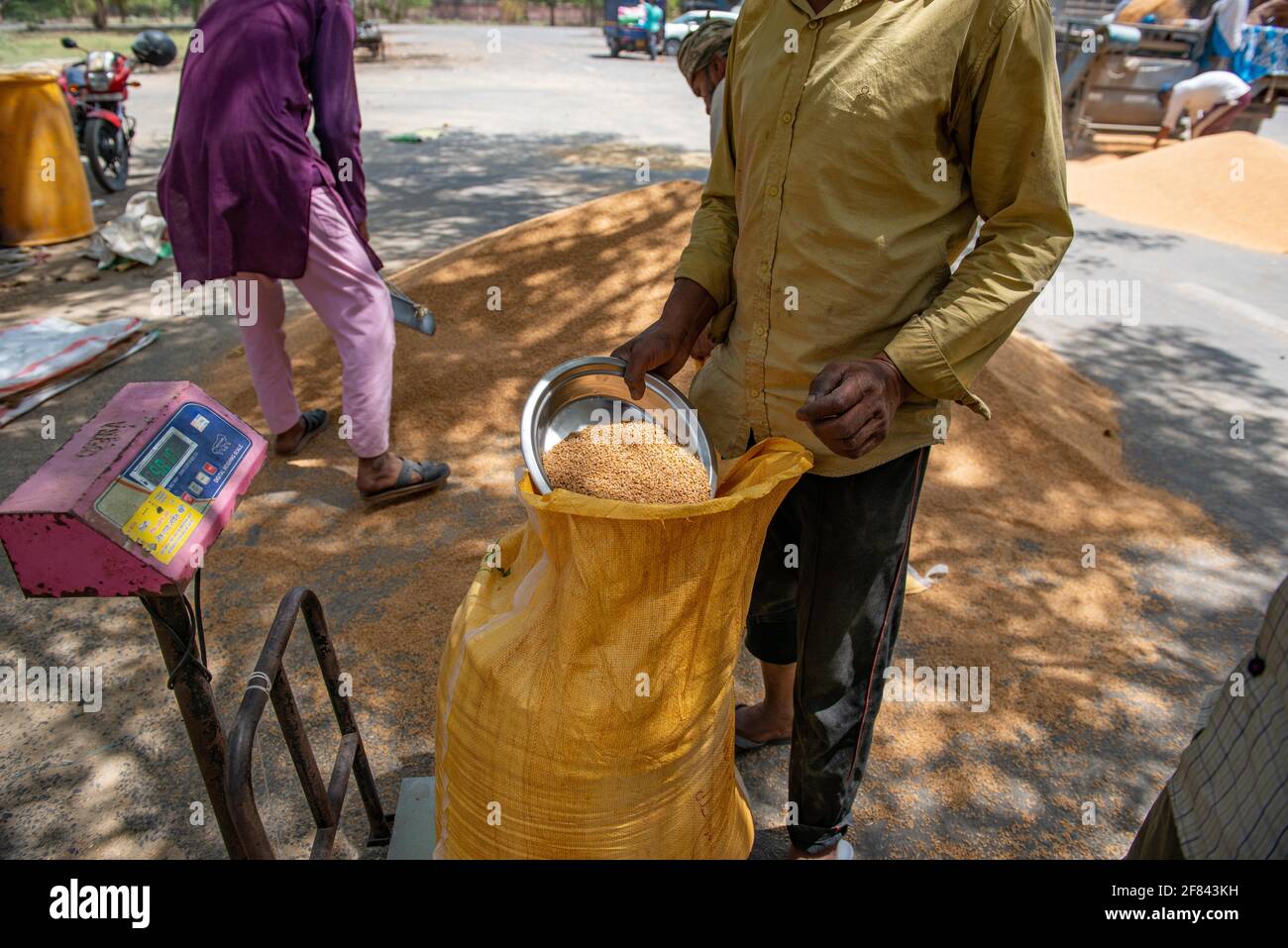 Wheat grain mandi hi-res stock photography and images - Alamy