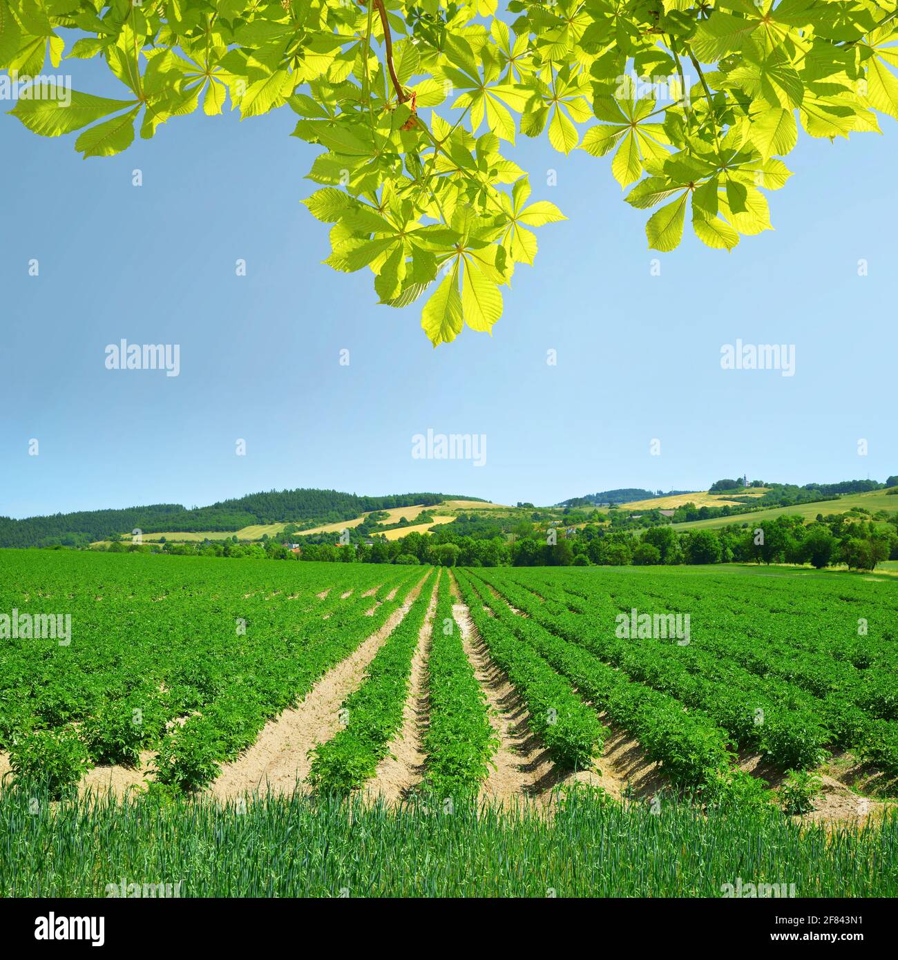 Spring landscape with field of potato crops Stock Photo - Alamy