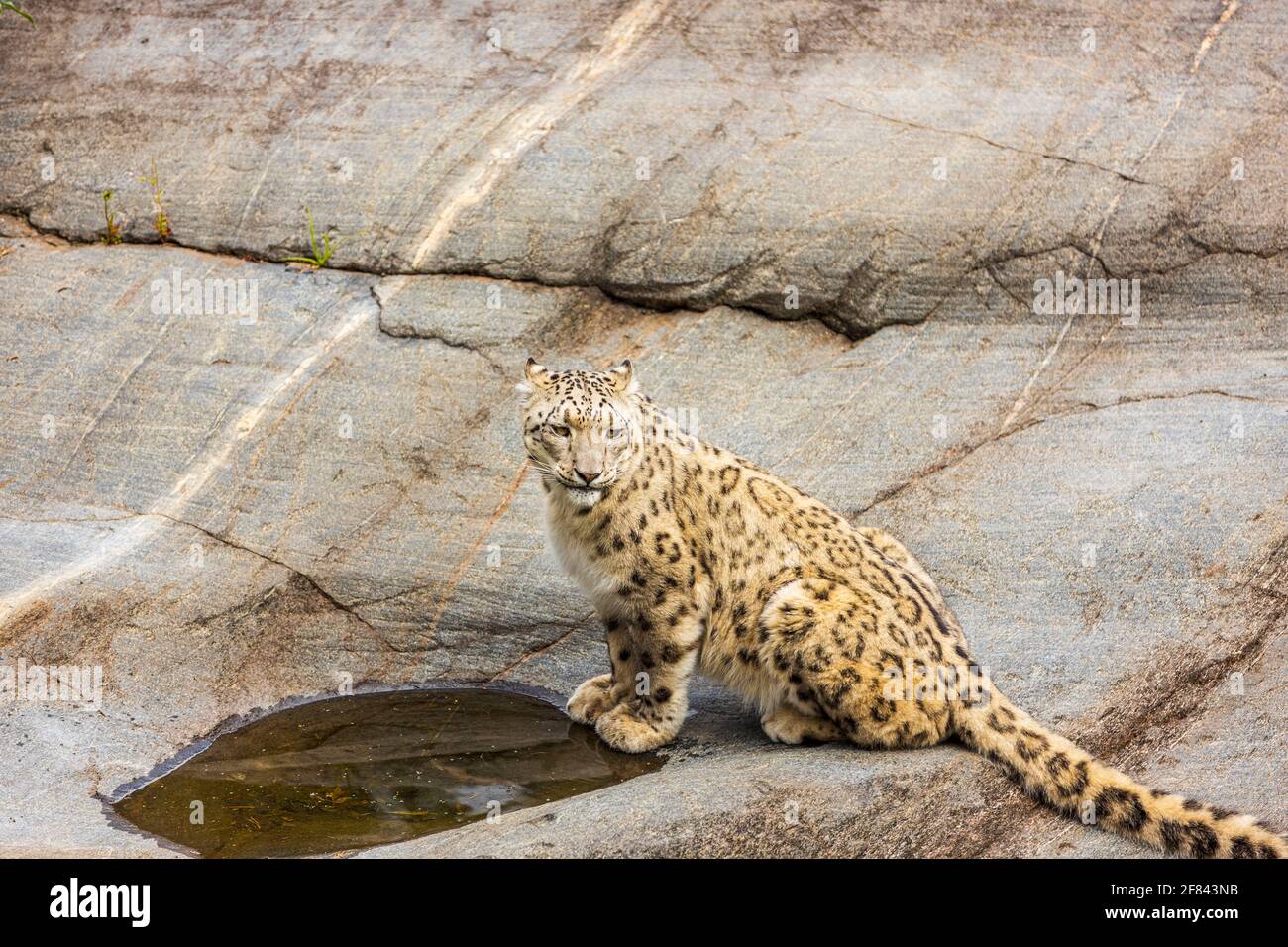 Stone Aviary High Resolution Stock Photography and Images - Alamy