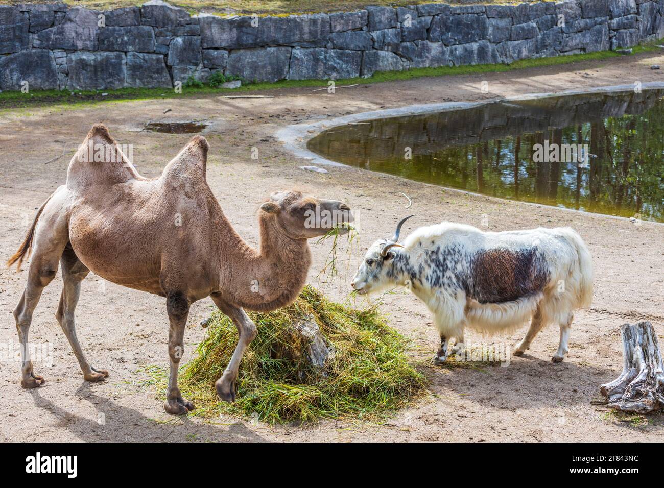 Close up view of camel and mountain goat chewing grass in outdoor ...