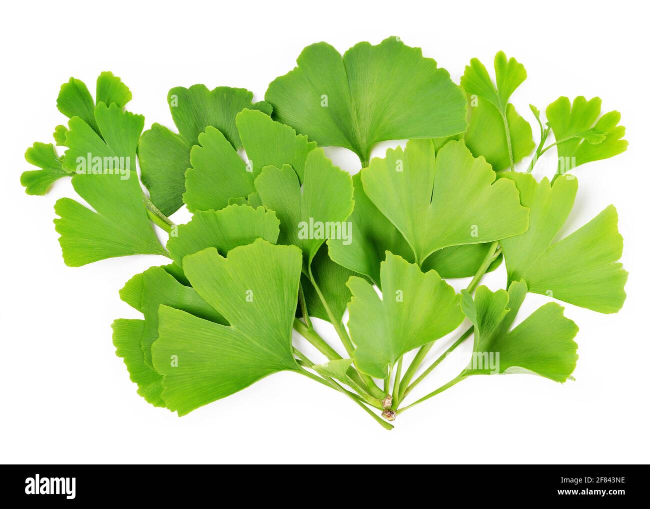 Branch with green leaves of Ginkgo Biloba isolated on a white ...