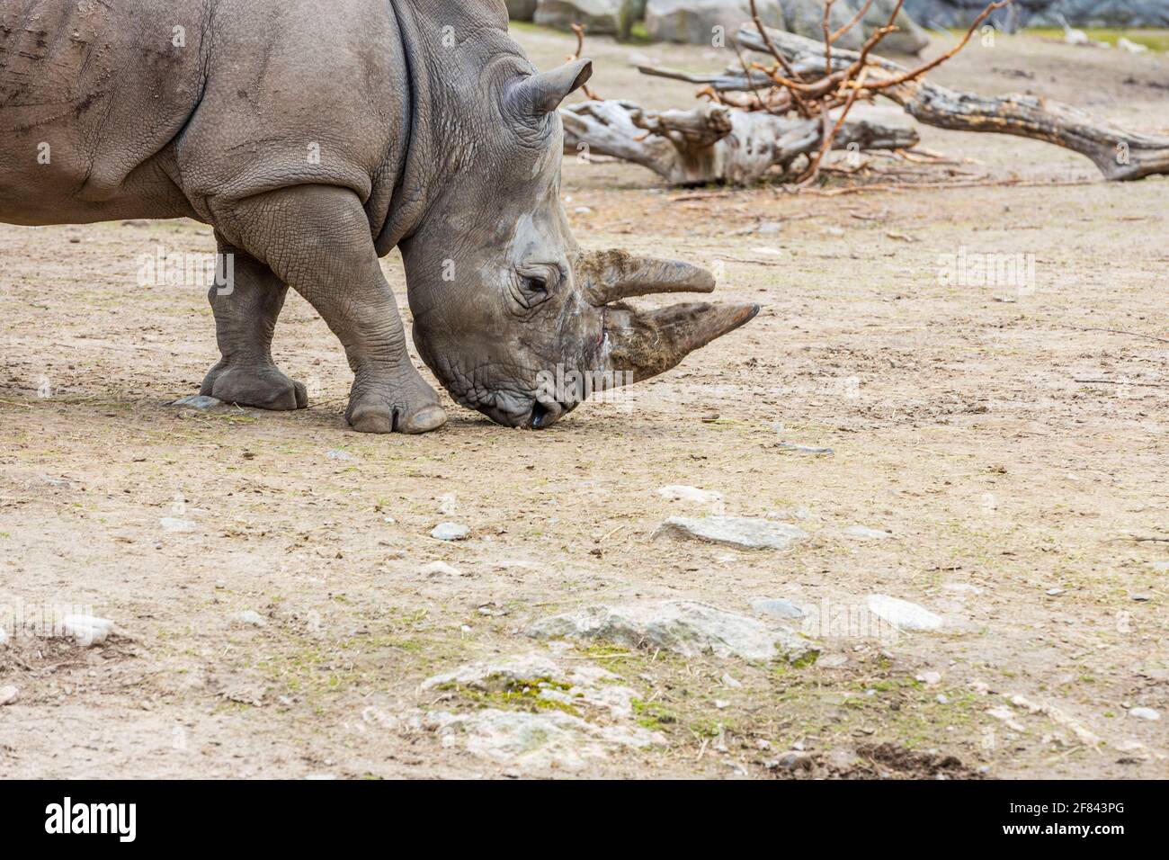 Close up view of wild rhino in outdoor wildlife natural park. Beautiful ...