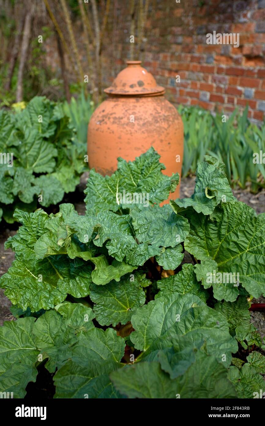 Enthrone glycosides hi-res stock photography and images - Alamy