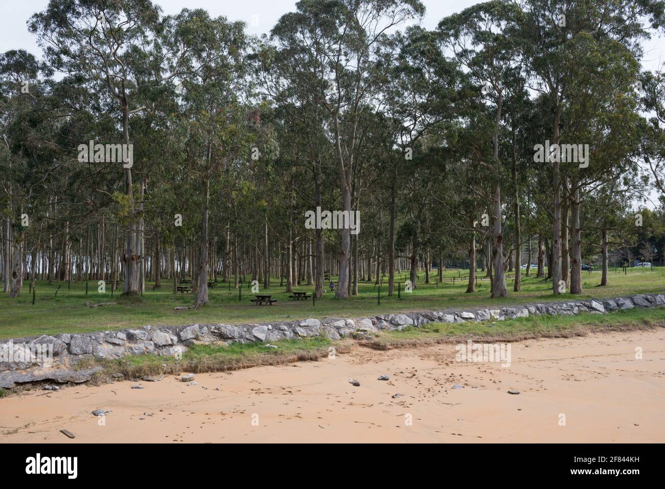 Eucaliptus walk at rodiles beach hi-res stock photography and images ...