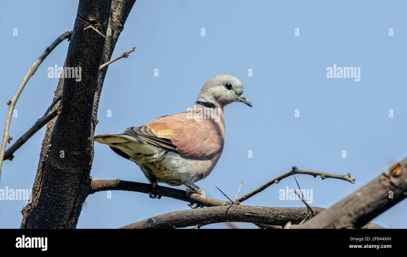 Red dove hi-res stock photography and images - Alamy