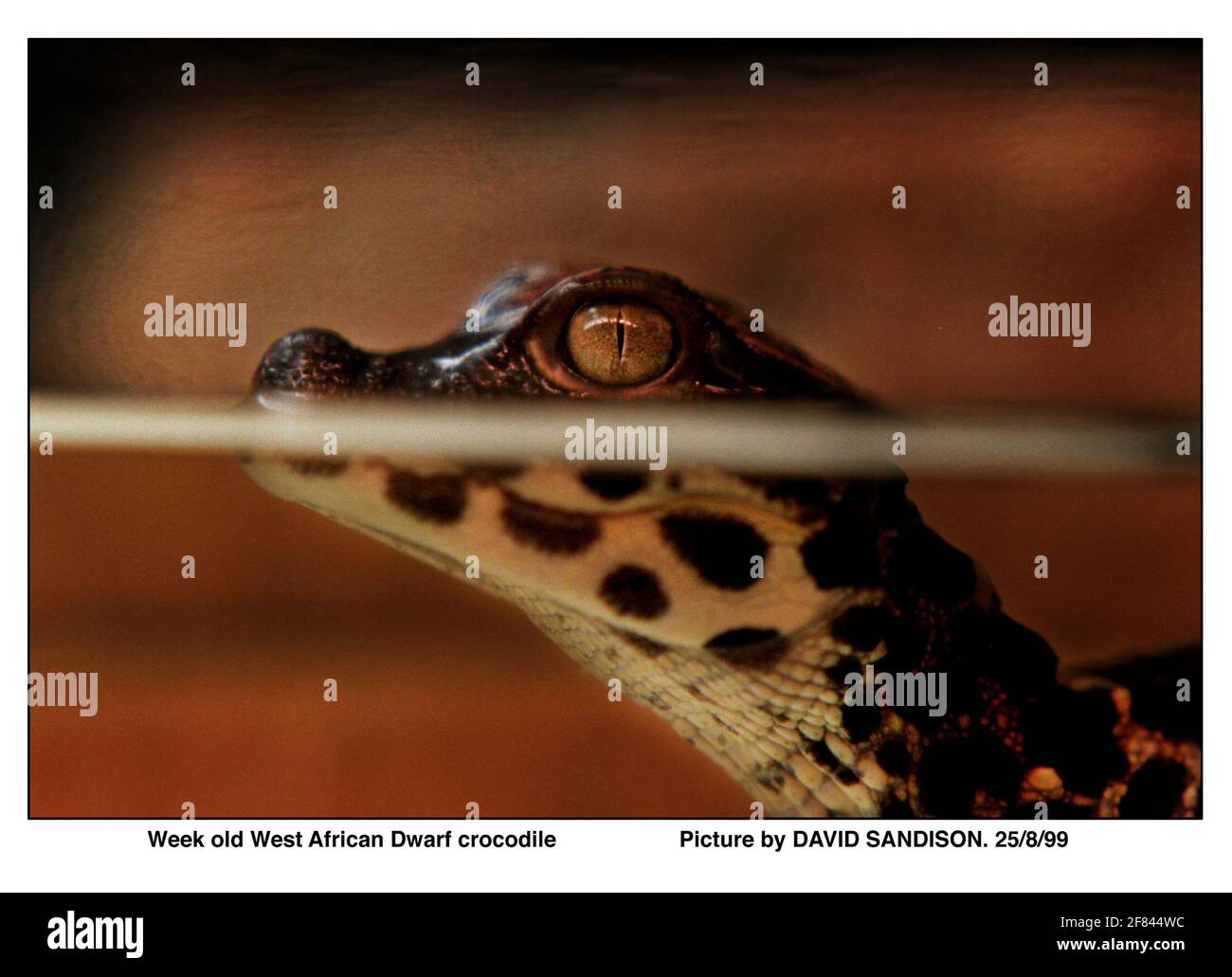 A week old West African Dwarf crocodile August 1999one of three hatched ...