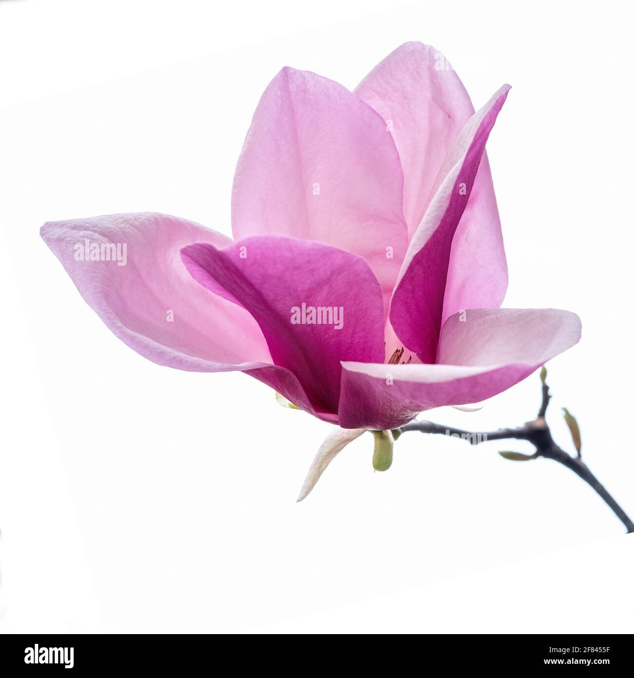 Magnolia flower on white background Stock Photo - Alamy