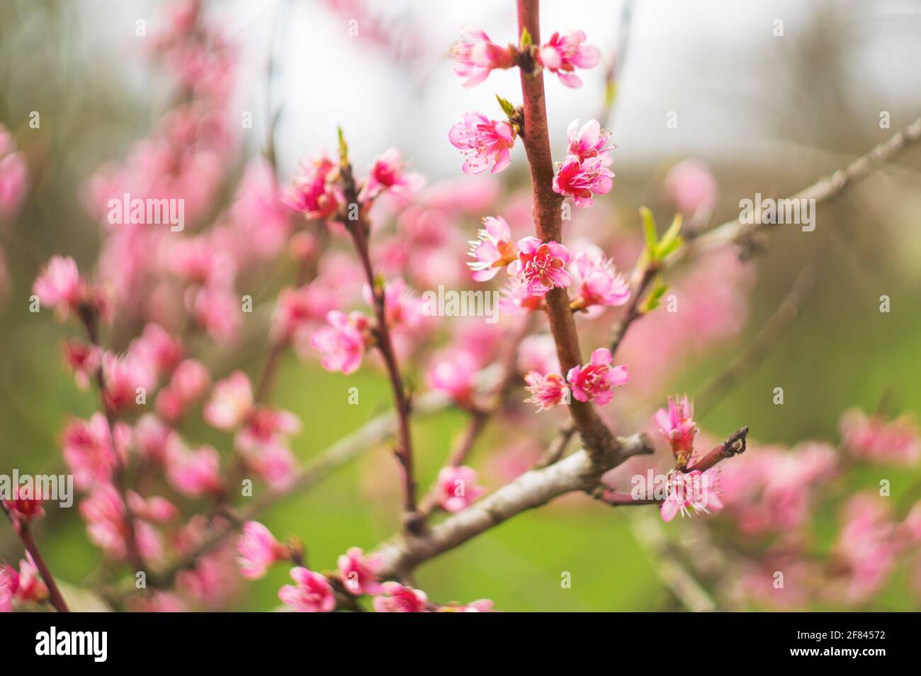 Abstract floral backdrop of pink flowers Stock Photo - Alamy