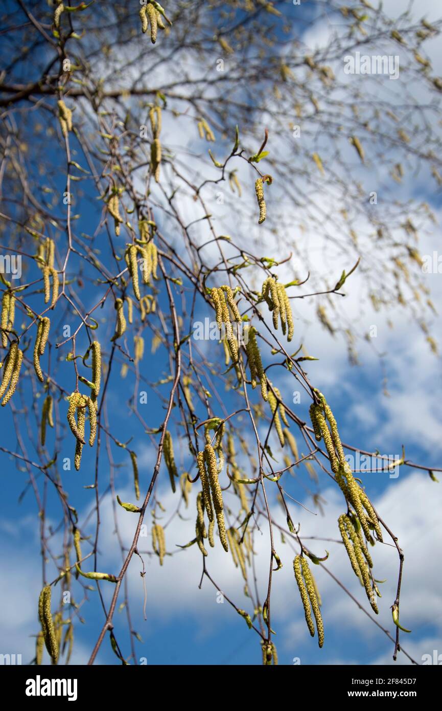 London, England, UK. Hackney. Silver birch catkins Stock Photo - Alamy